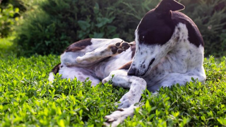 Problemi comportamentali nel cane con dermatite atopica